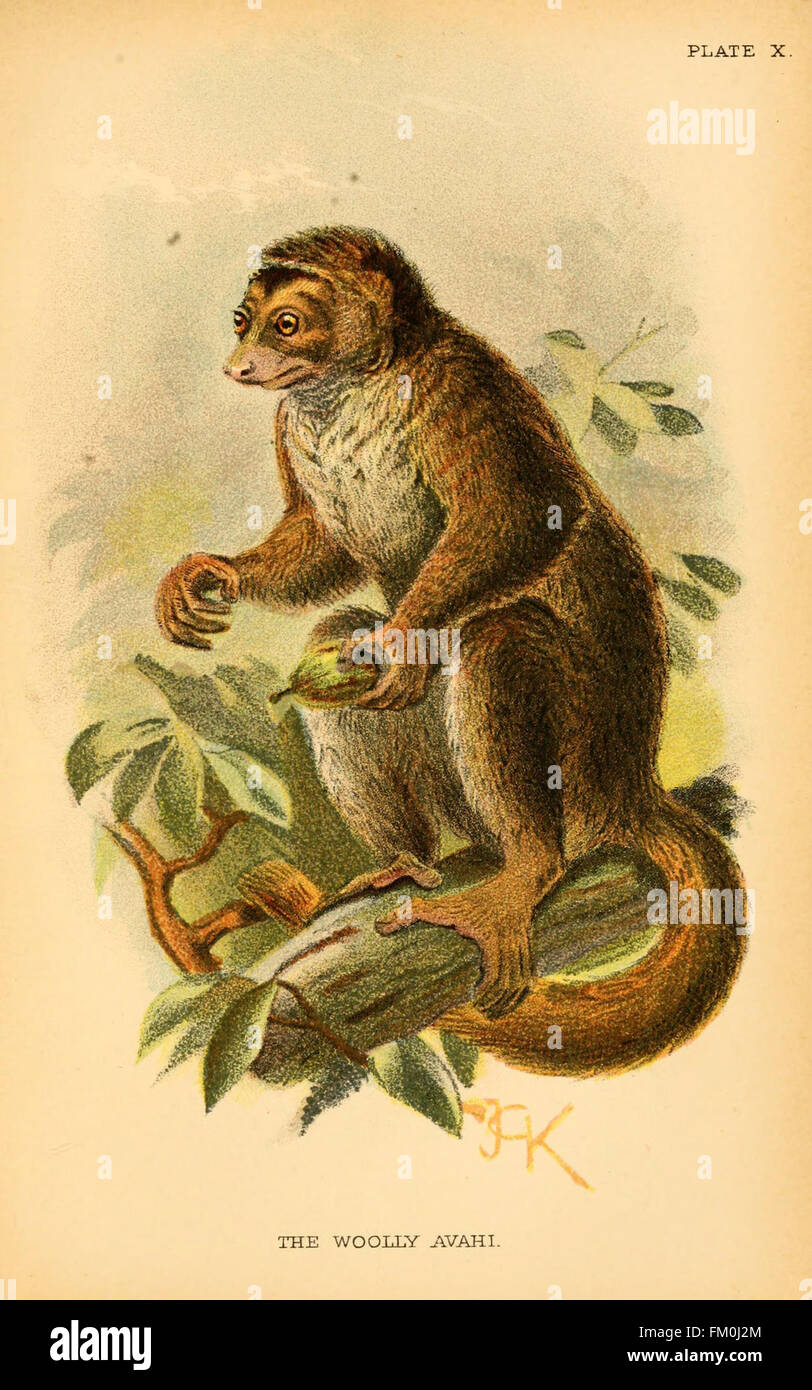 A hand-book to the primates (Plate X Stock Photo - Alamy