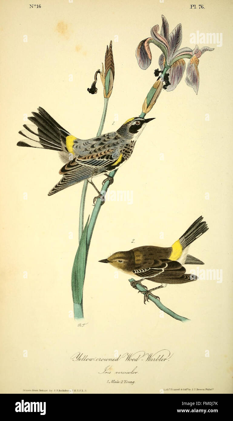 'The Birds of America' (Pl. 76) features illustrations of bird species ...