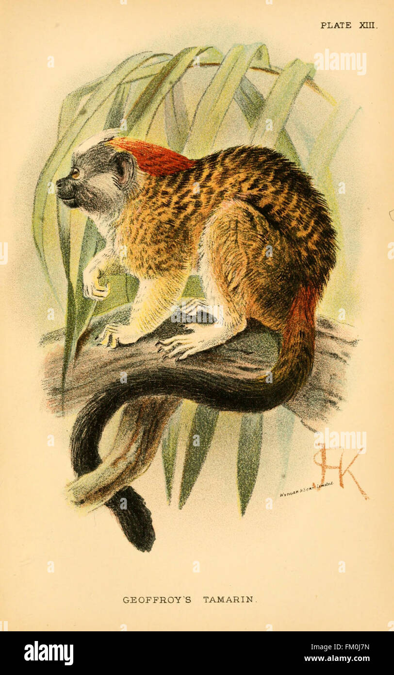 An illustrated guide to primates, detailing their characteristics ...