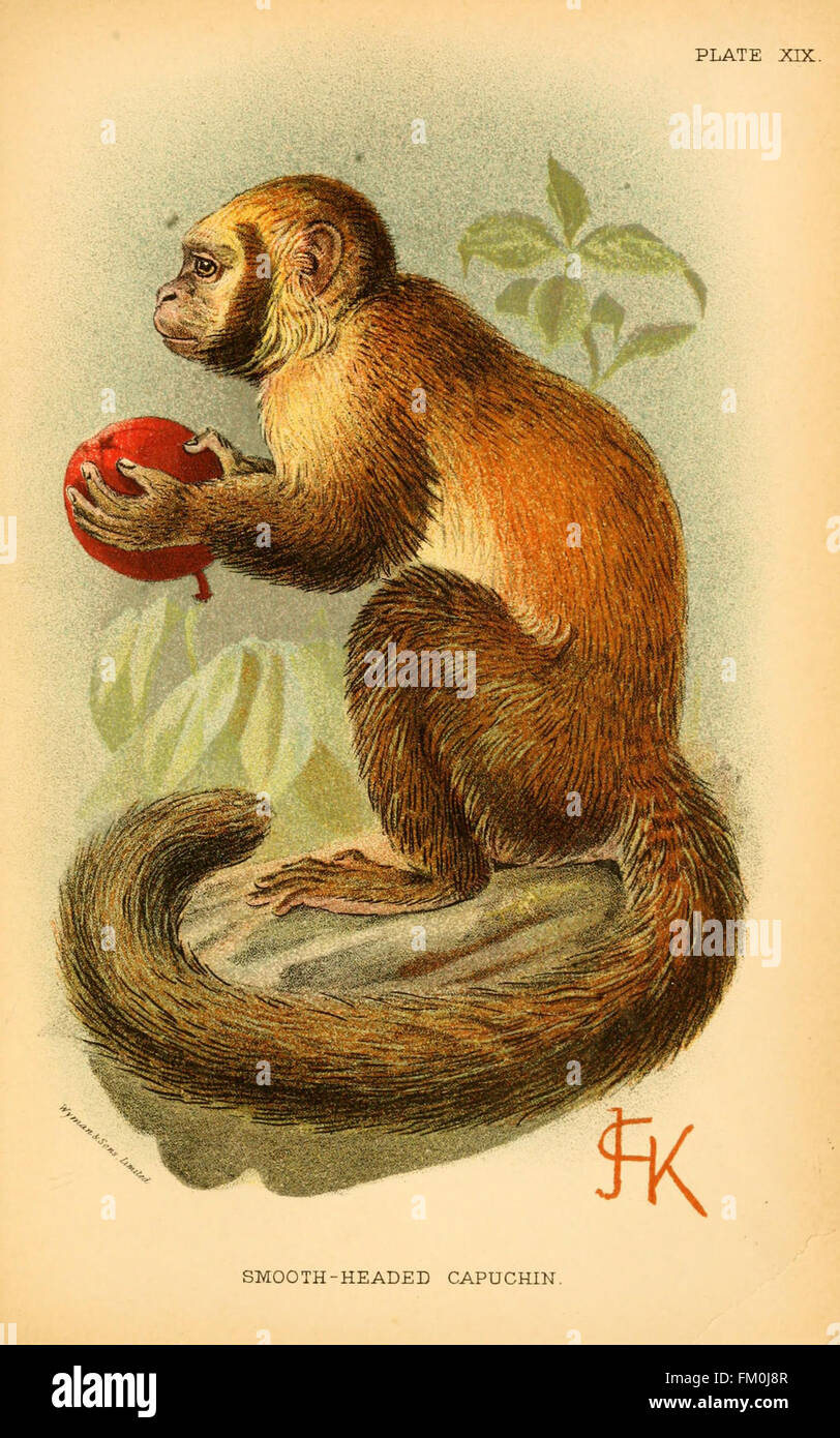 Plate XIX from *A Hand-book to the Primates* illustrates various ...