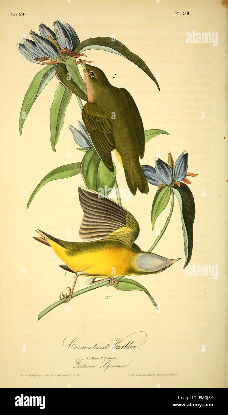 'The Birds of America' provides comprehensive illustrations of North ...