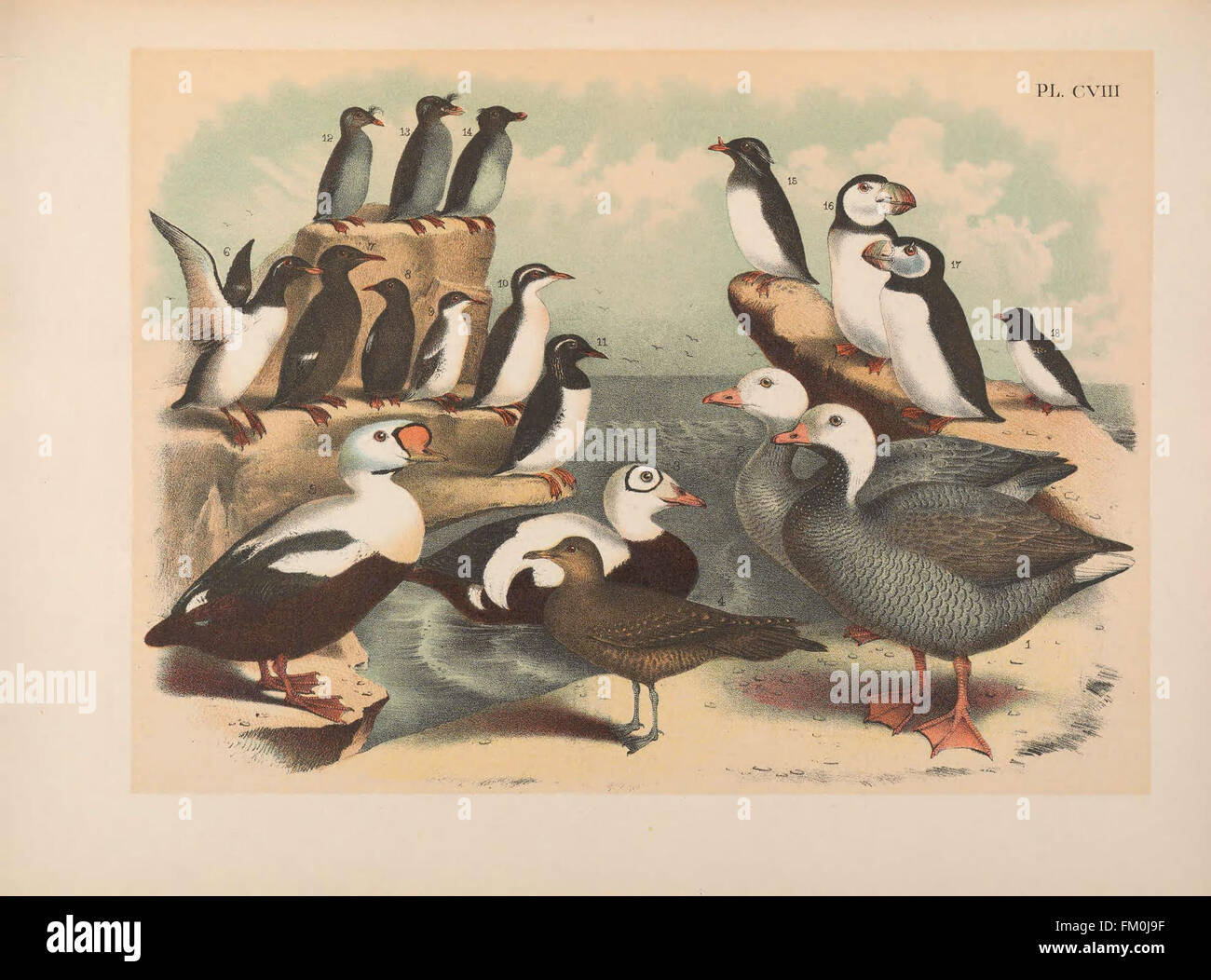 An illustration from *The Birds of North America*, showcasing detailed ...