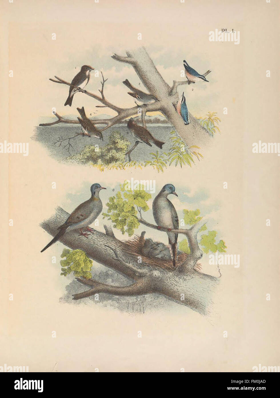 Plate L from 'The Birds of North America' showcases illustrations of ...