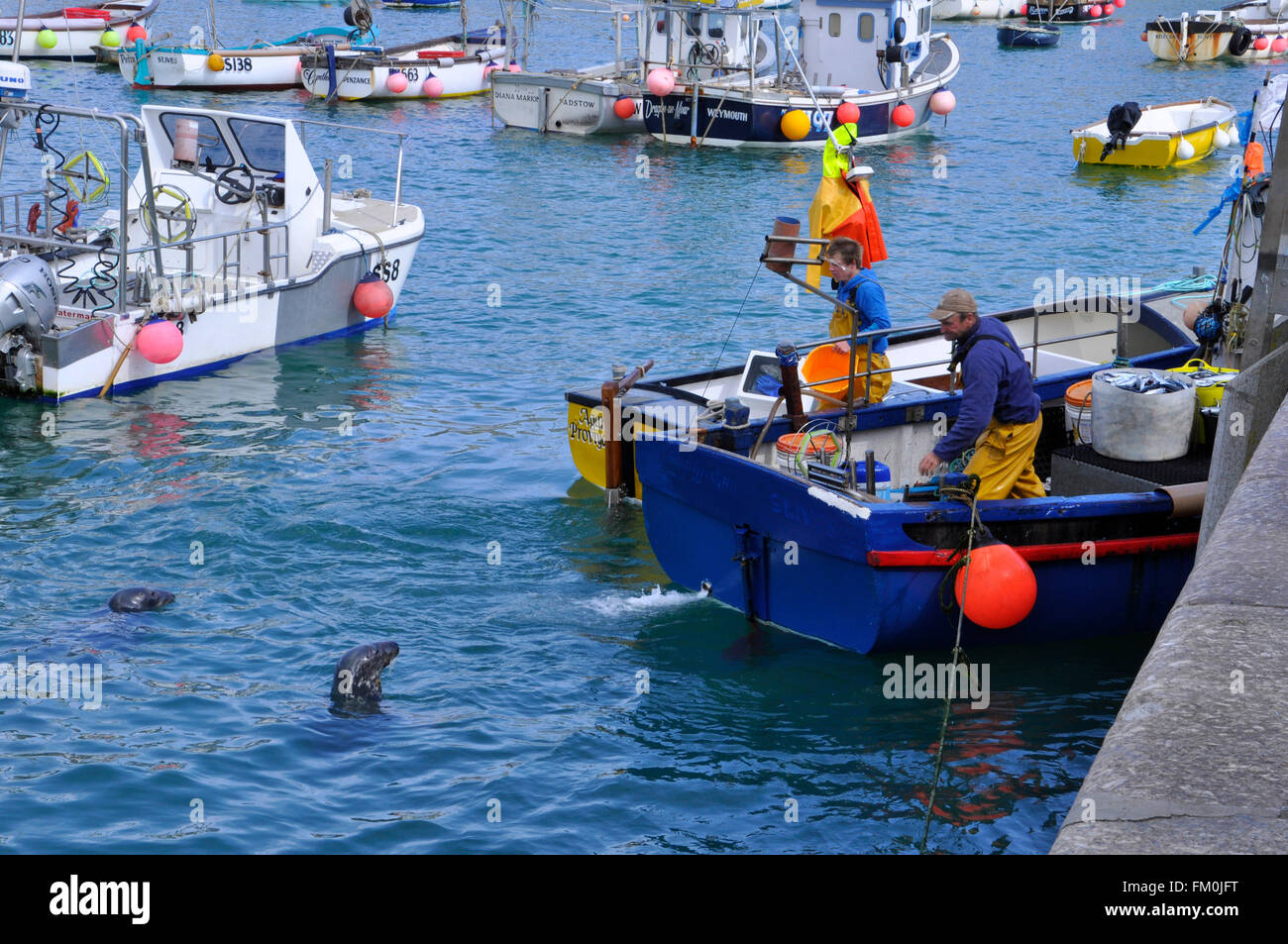 Atlantic grey seals st ives hi-res stock photography and images - Alamy