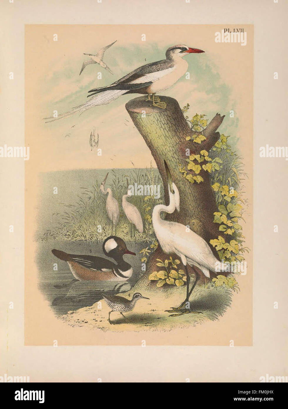 'The Birds of North America' is a comprehensive work featuring detailed ...
