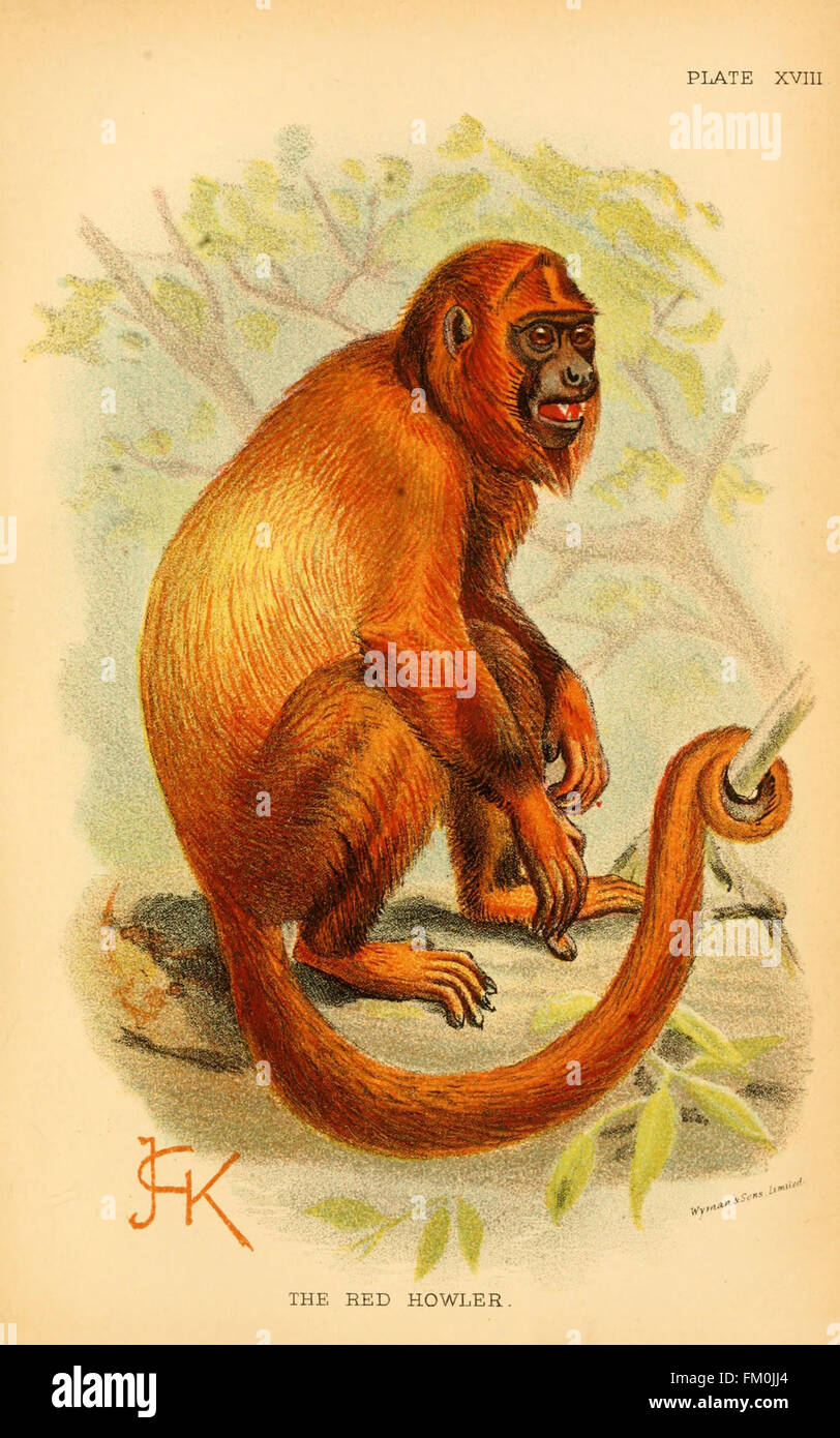 A detailed illustration from 'A Handbook to the Primates,' focusing on ...