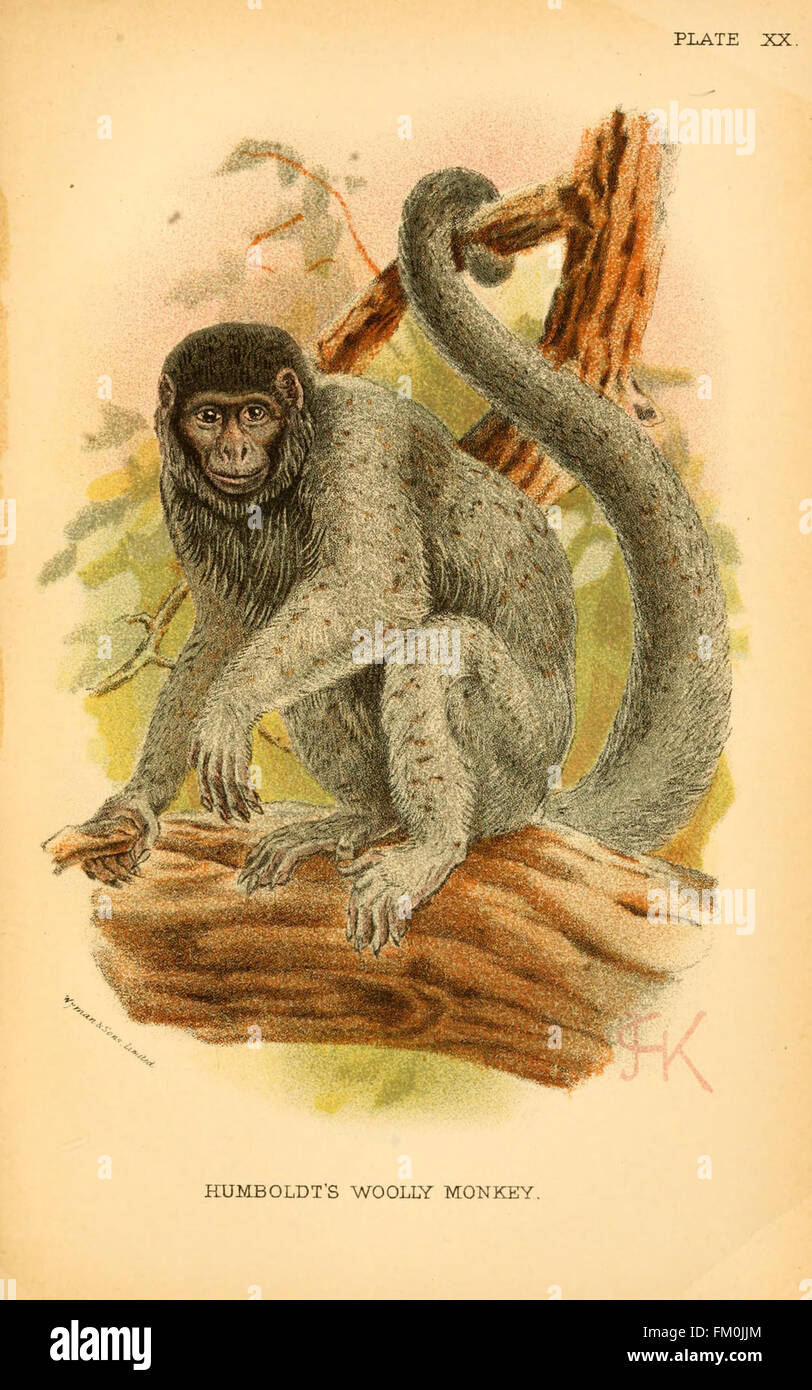 Plate XX from 'A Hand-Book to the Primates' showcases a detailed ...