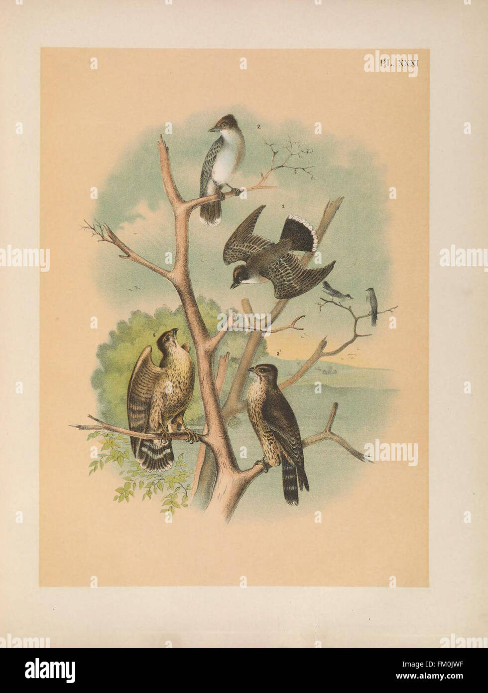 This illustration from *The Birds of North America* showcases a range ...