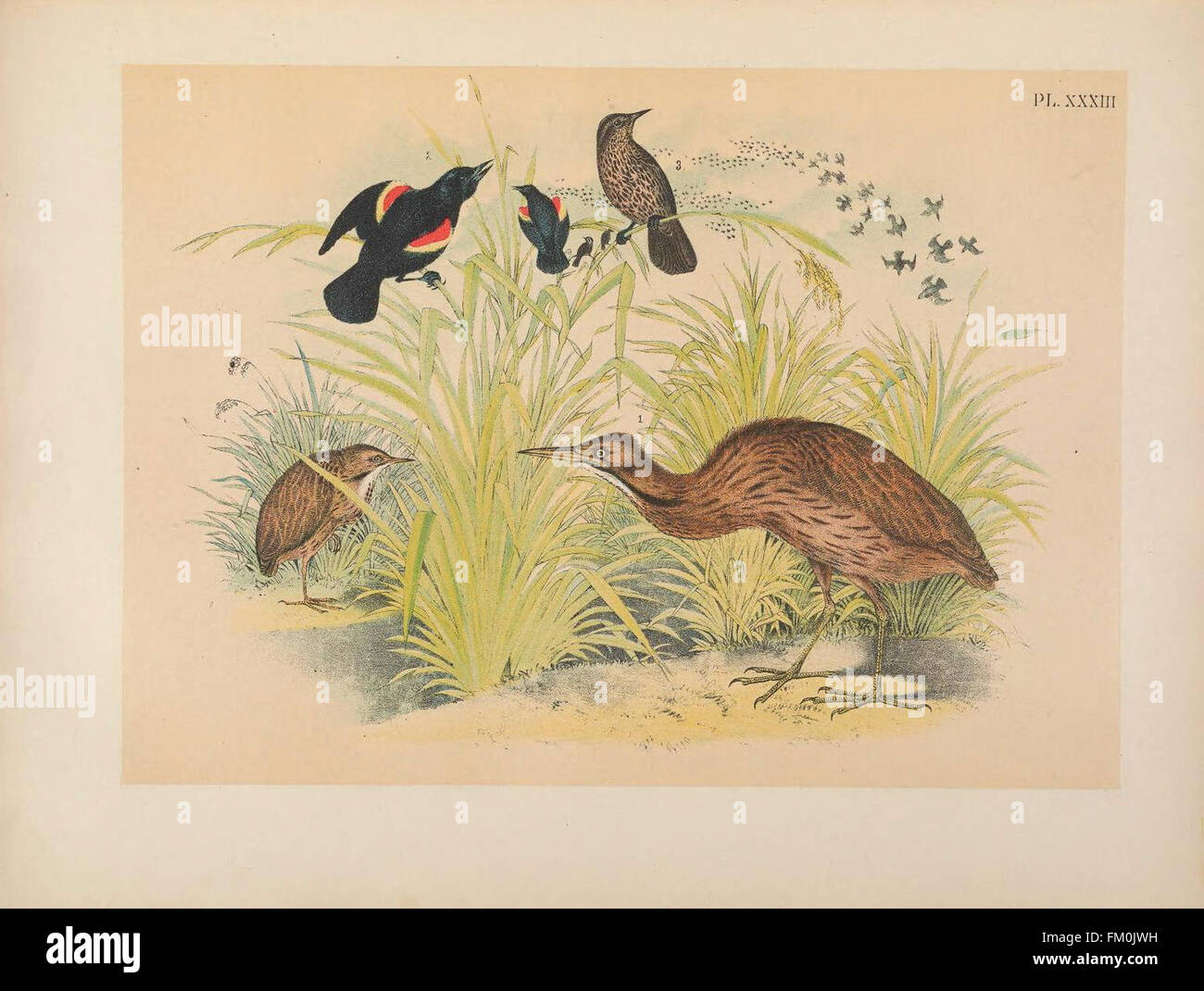 This work features detailed illustrations of North American bird ...