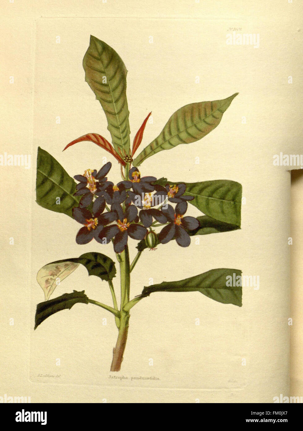 Plate 1604 from 'The Botanical Cabinet' features a selection of plants ...