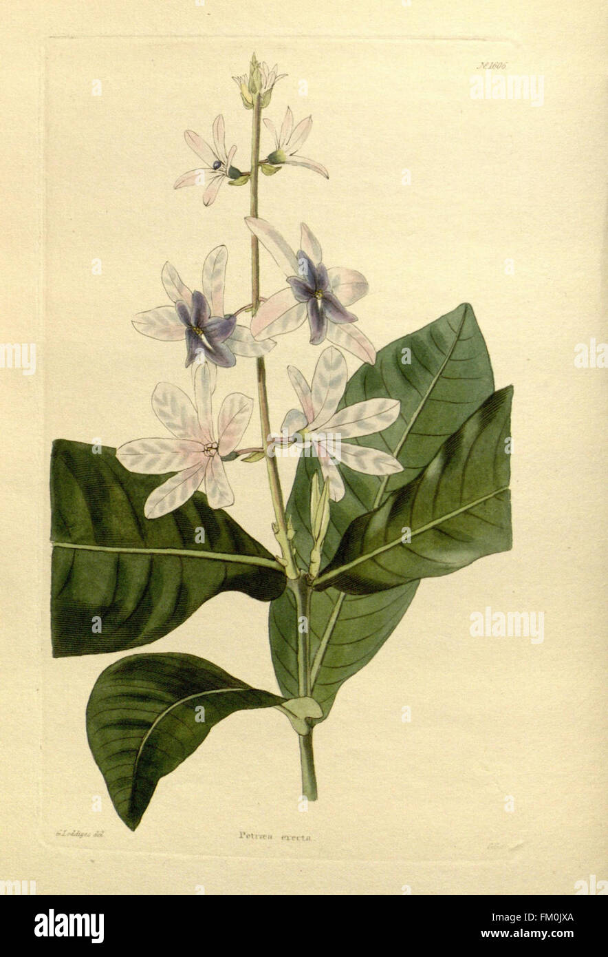 'The Botanical Cabinet' presents plant illustrations, offering a ...