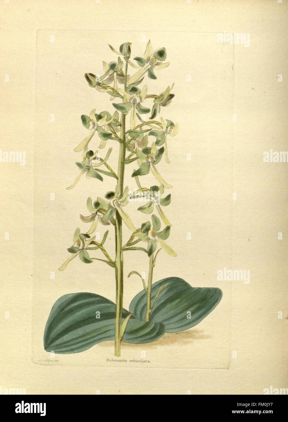 The botanical cabinet (No 1623 Stock Photo - Alamy