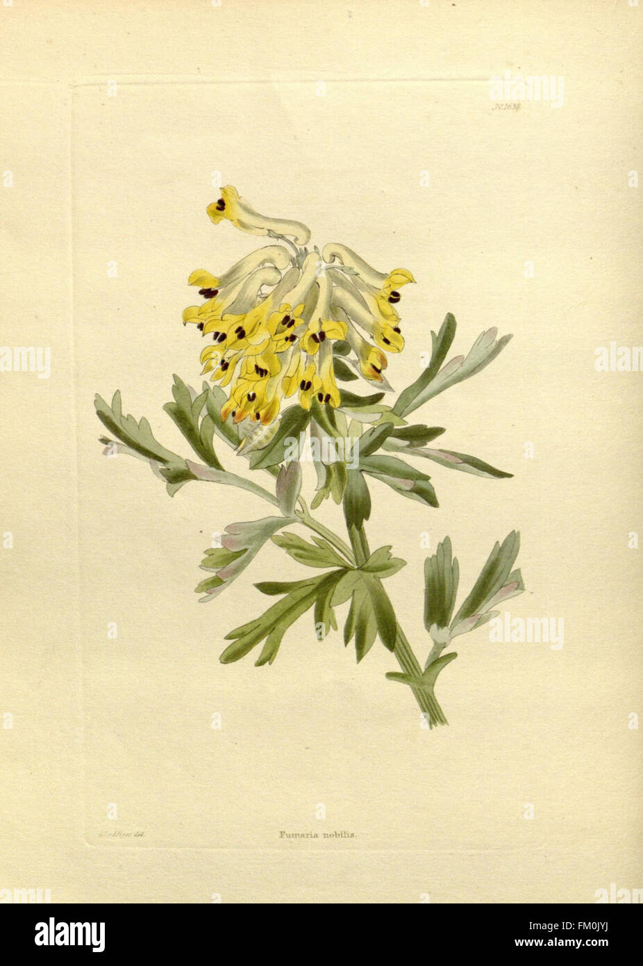 The botanical cabinet (No 1630 Stock Photo - Alamy