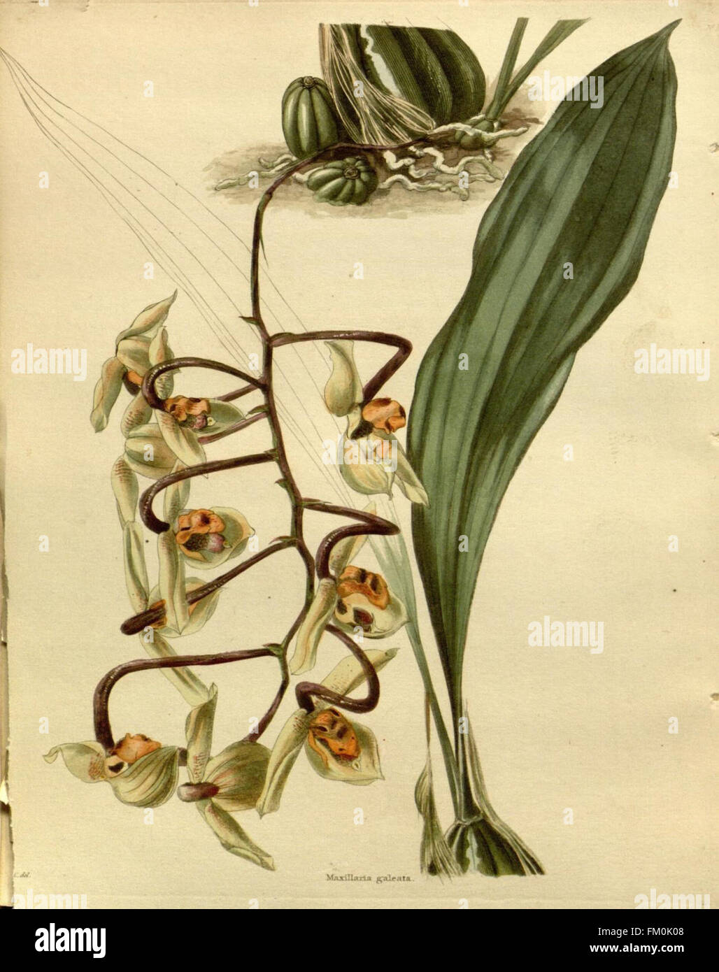 This plate from 'The Botanical Cabinet' features botanical specimens ...