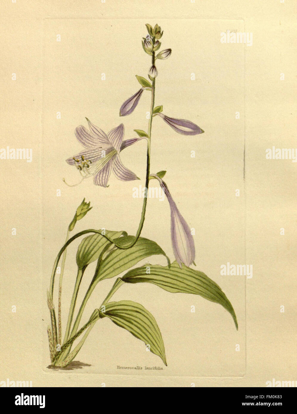 The botanical cabinet (No 1658 Stock Photo - Alamy