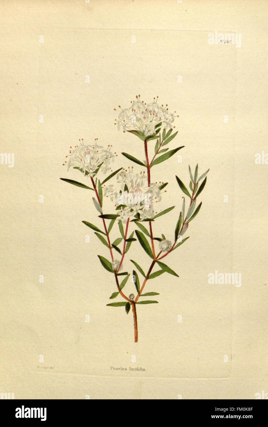 'The Botanical Cabinet' (No. 1668) features detailed botanical ...