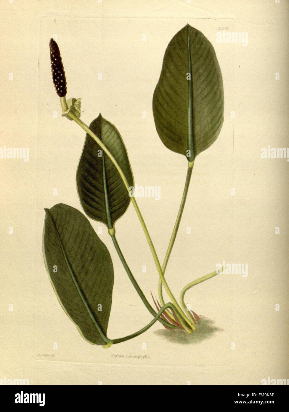 The botanical cabinet (No 1673 Stock Photo - Alamy