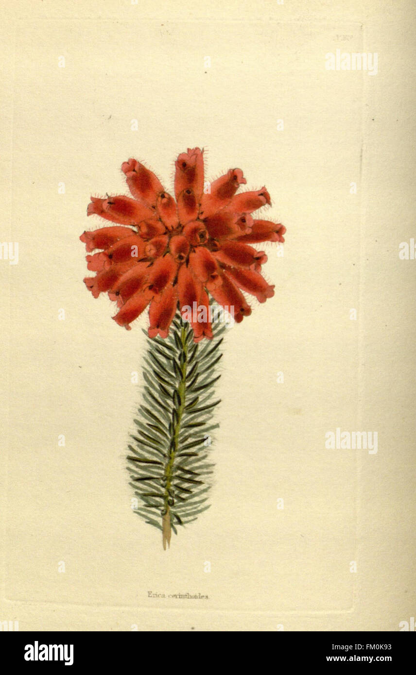 This botanical cabinet contains detailed illustrations and information ...