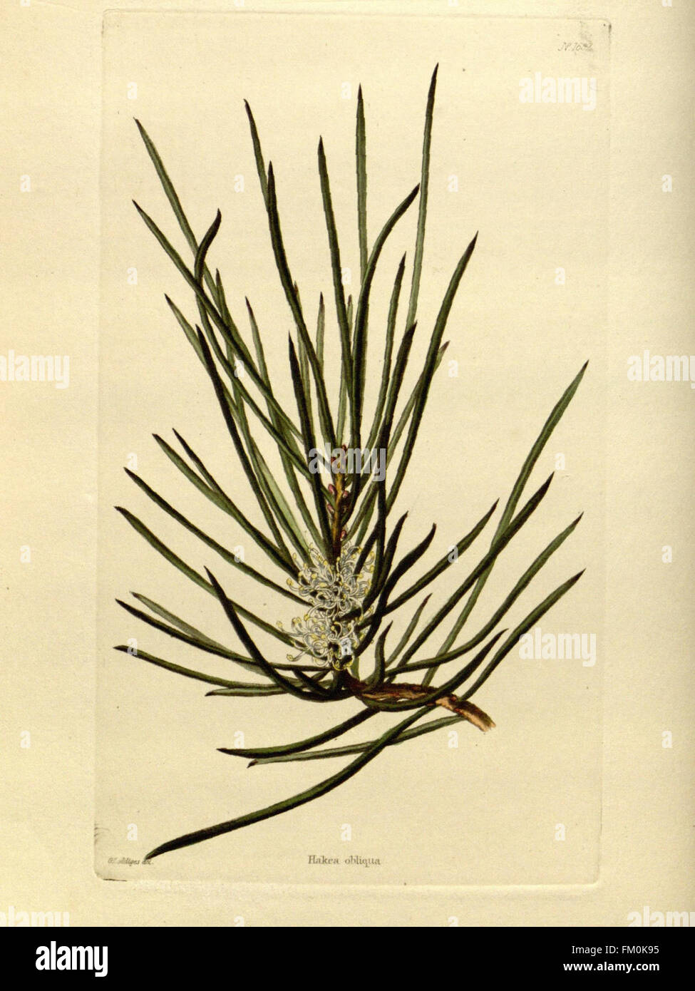 The Botanical Cabinet (No. 1682) contains a collection of botanical ...