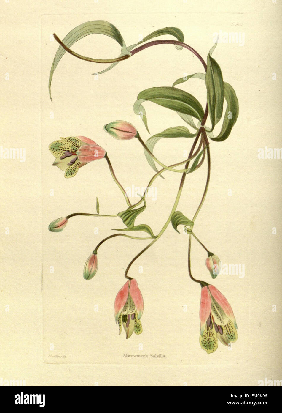 This entry from 'The Botanical Cabinet' offers detailed descriptions ...