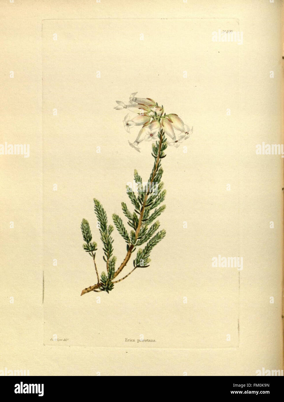 'The Botanical Cabinet (No. 1695)' showcases various plant species ...