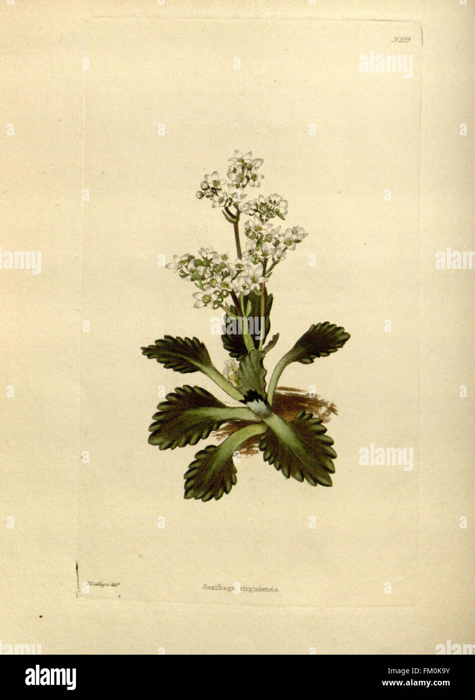 The Botanical Cabinet (No. 1699) is a series of botanical illustrations ...