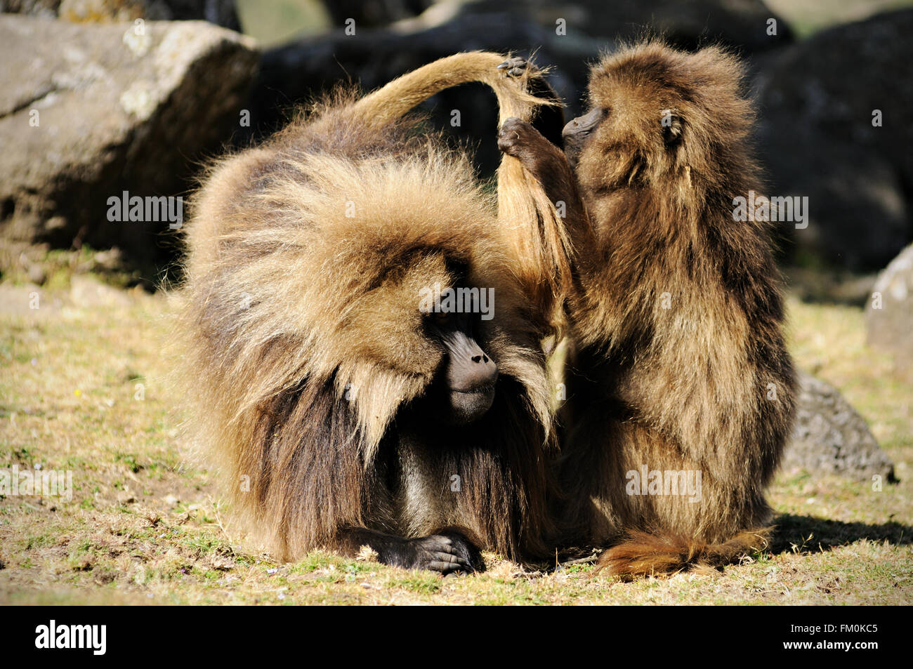 Gelada female (Theropithecus gelada) grooming the tail of a male in the ...