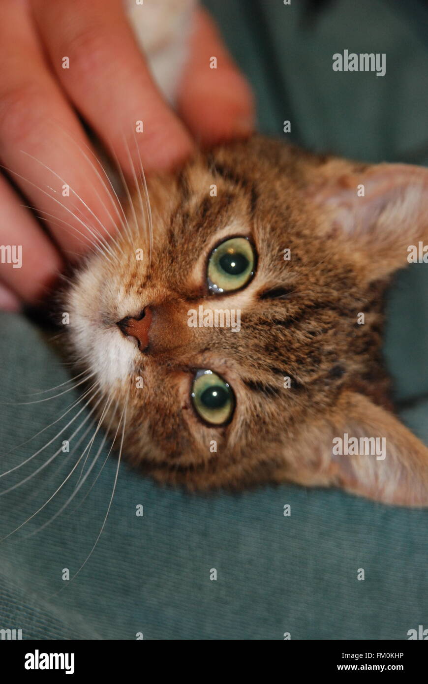 Helpful animal hi-res stock photography and images - Alamy