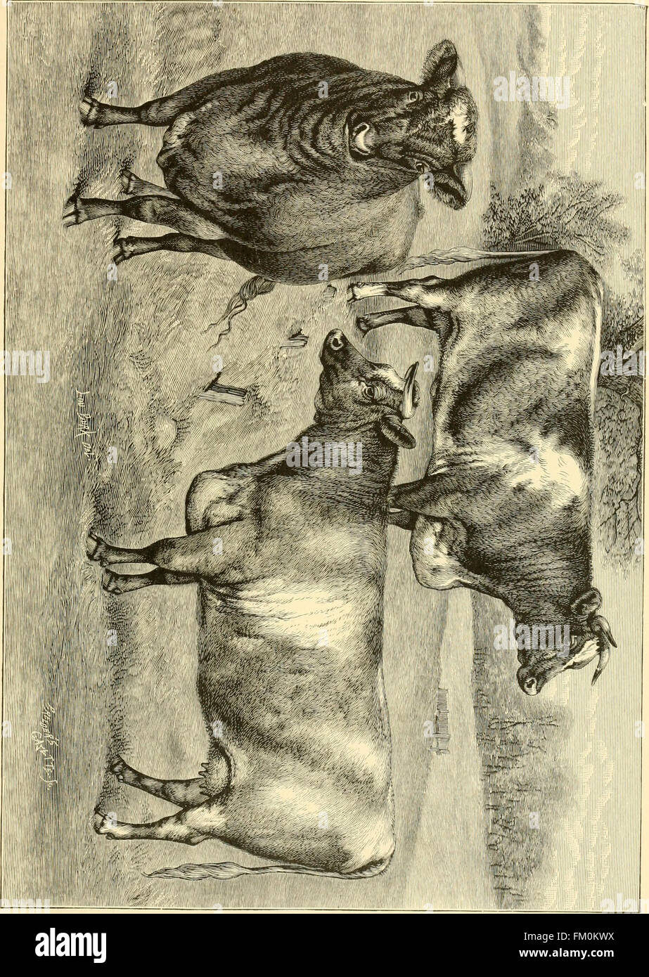 A comprehensive study on livestock breeds and the principles of ...