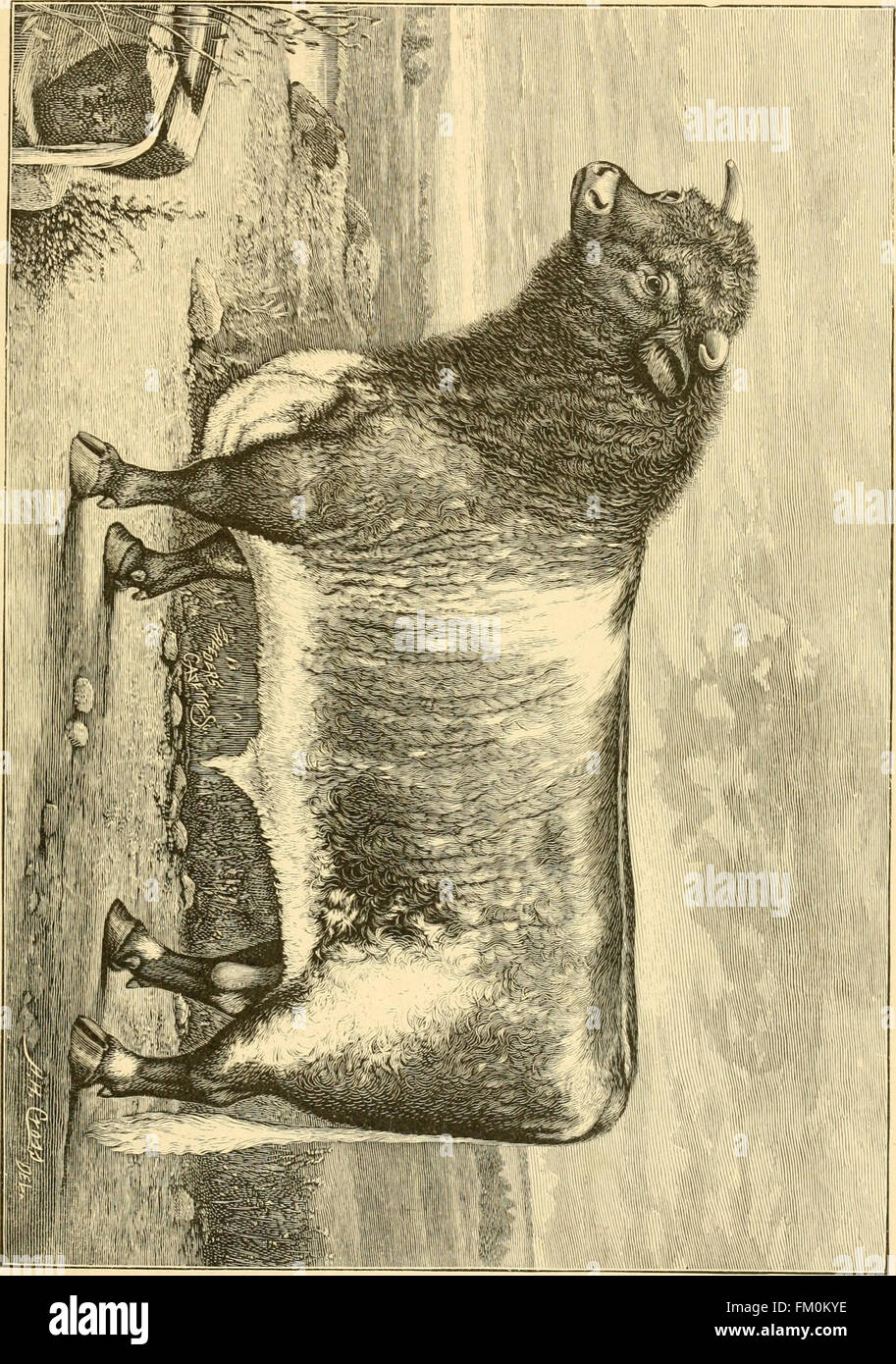 This 1887 work provides an overview of livestock breeds and the ...