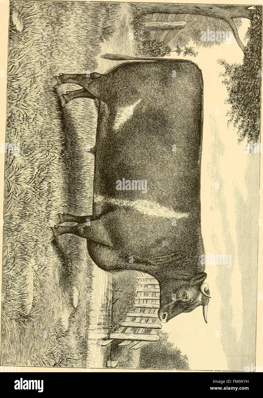 A study from 1887 examining livestock breeds and the principles of ...