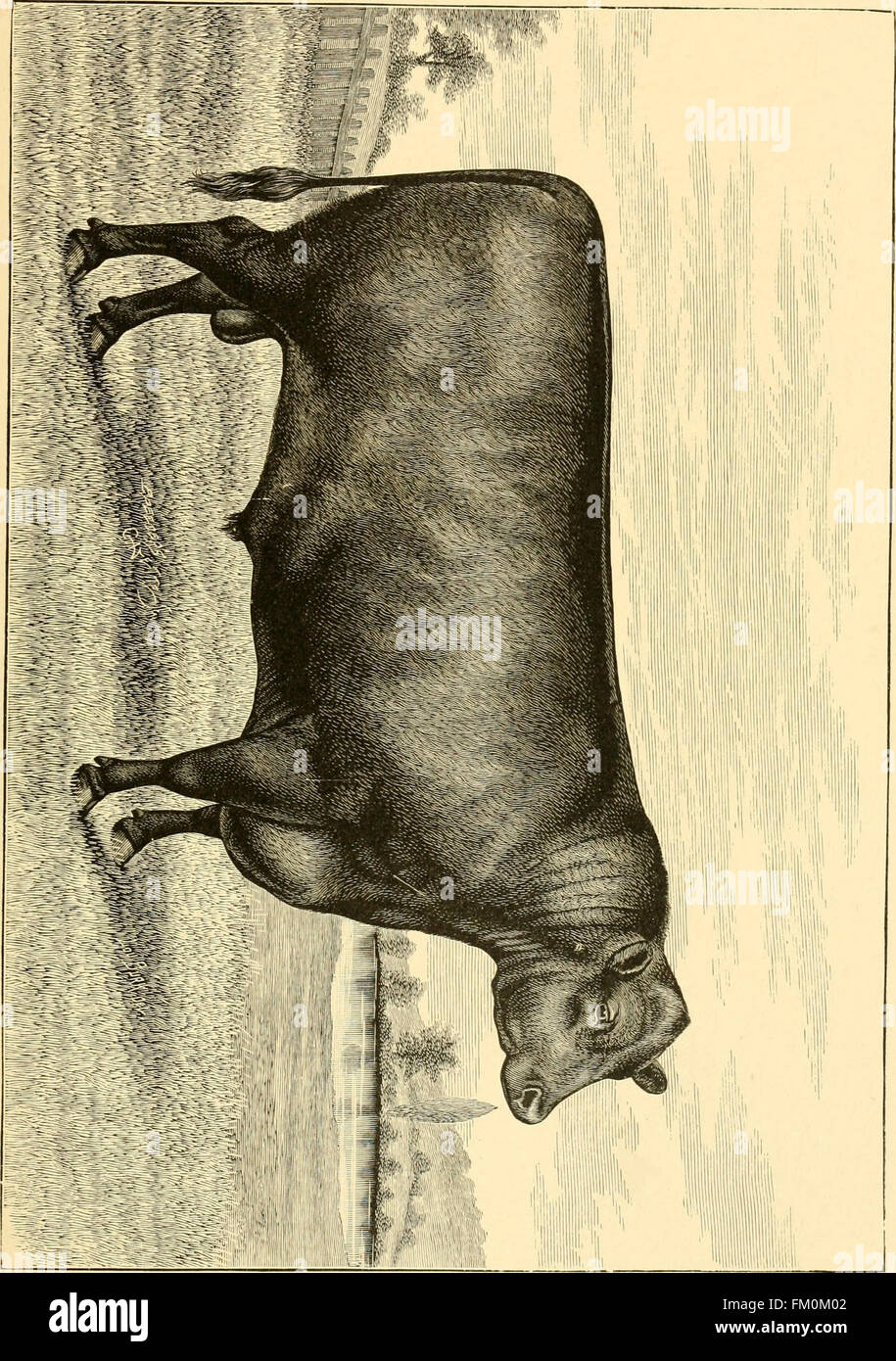 This work examines the various breeds of livestock and the principles ...