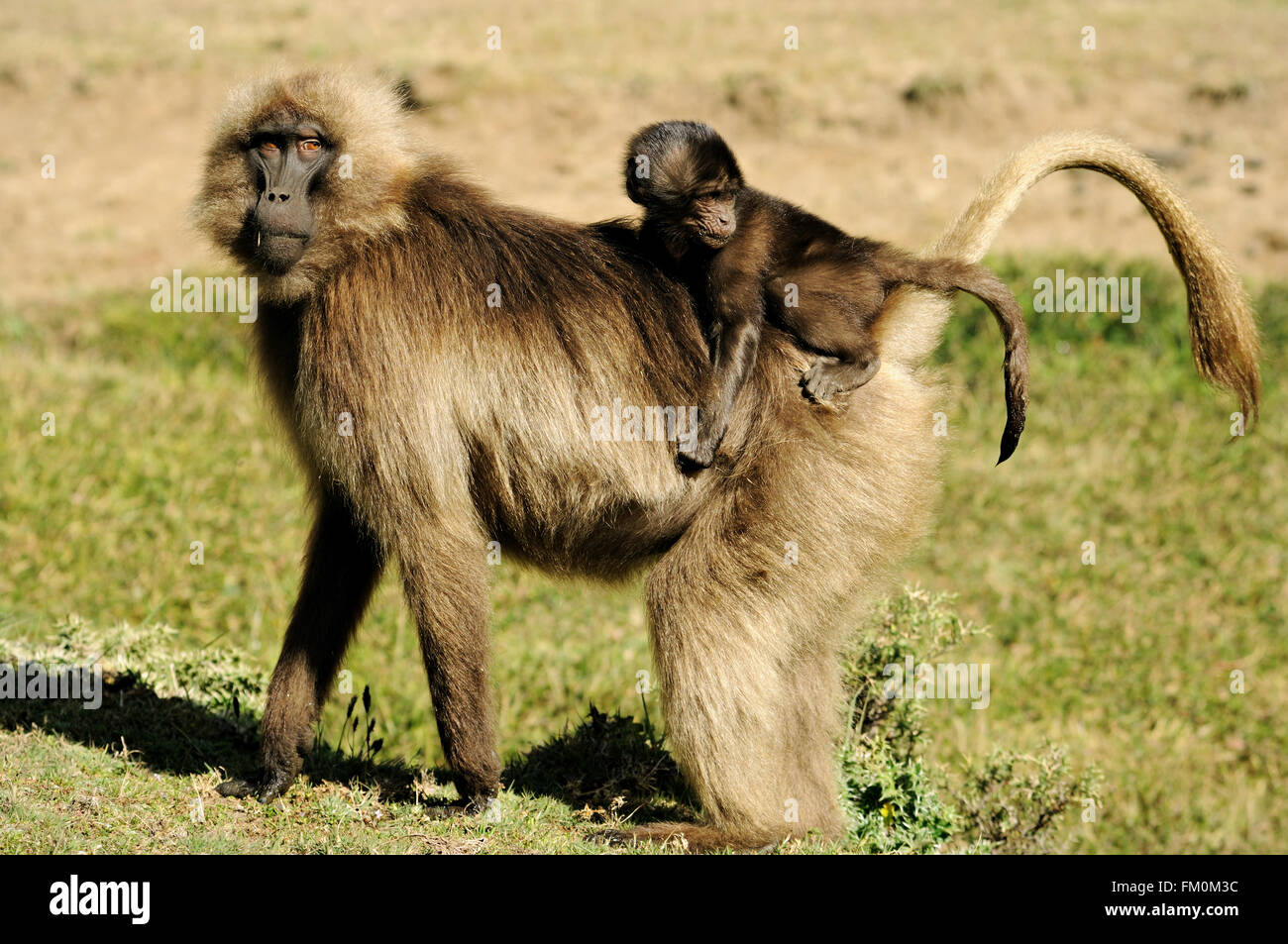 Gelada female (Theropithecus gelada) with cub in the Simien Mountains ...