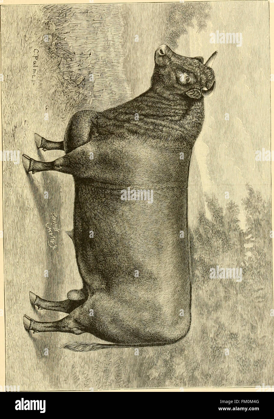 This work discusses livestock breeds and the principles of heredity ...