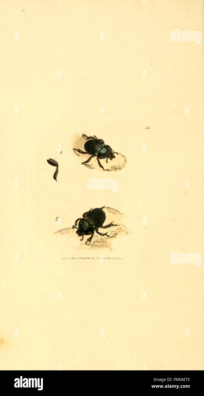 This work features illustrations of new, rare, or little-known animal ...