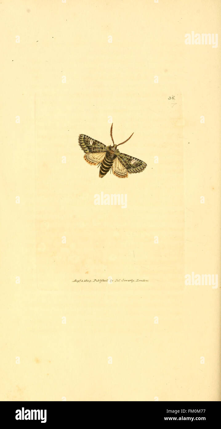 *The British Miscellany* presents colored figures of rare and lesser ...