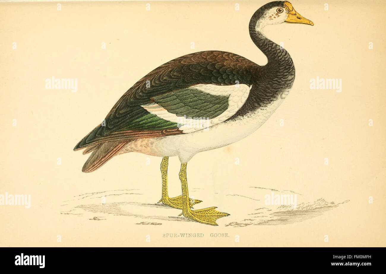 A comprehensive overview of British birds, documenting their species ...