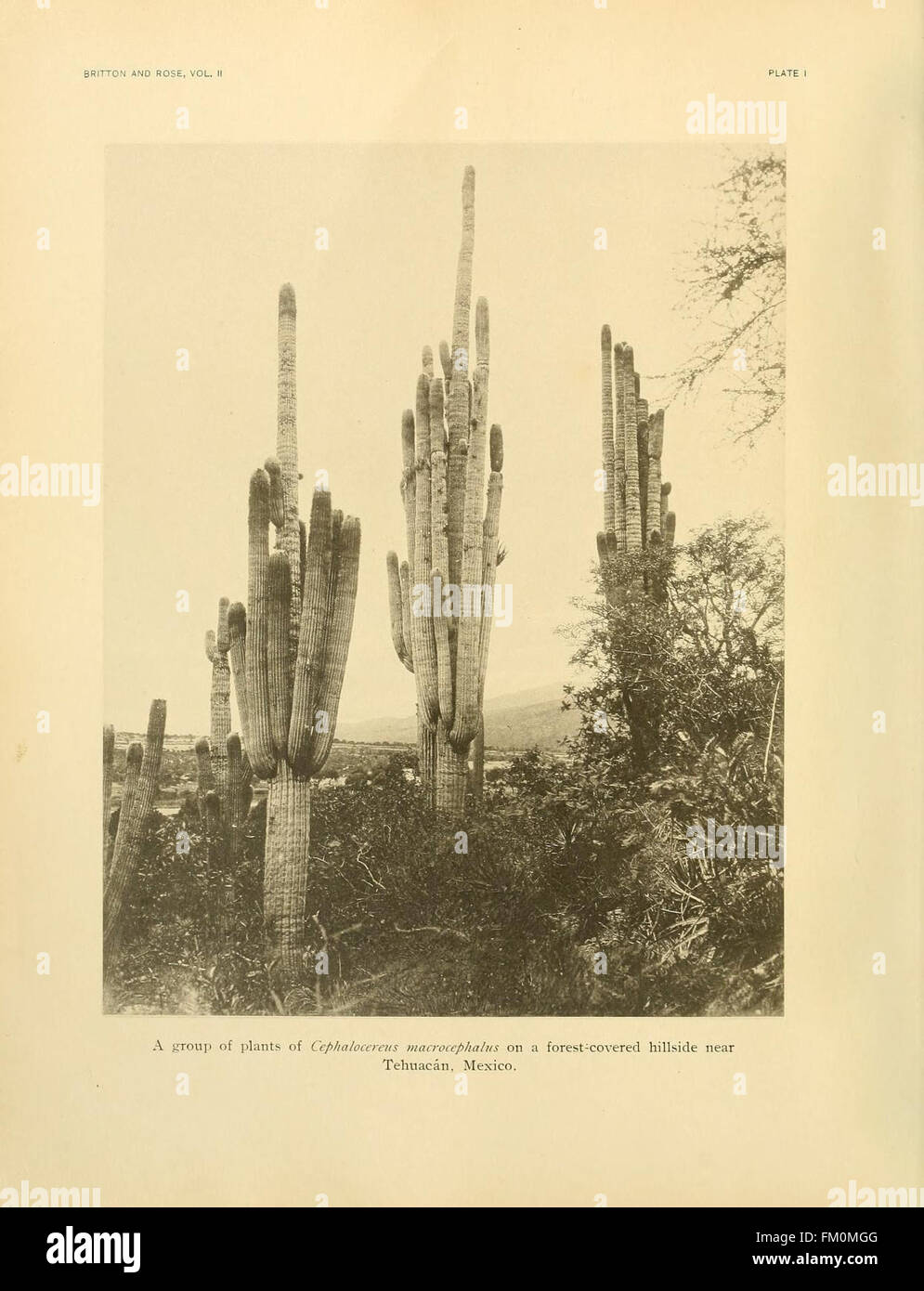 This work features an illustration of the Cactaceae family ...