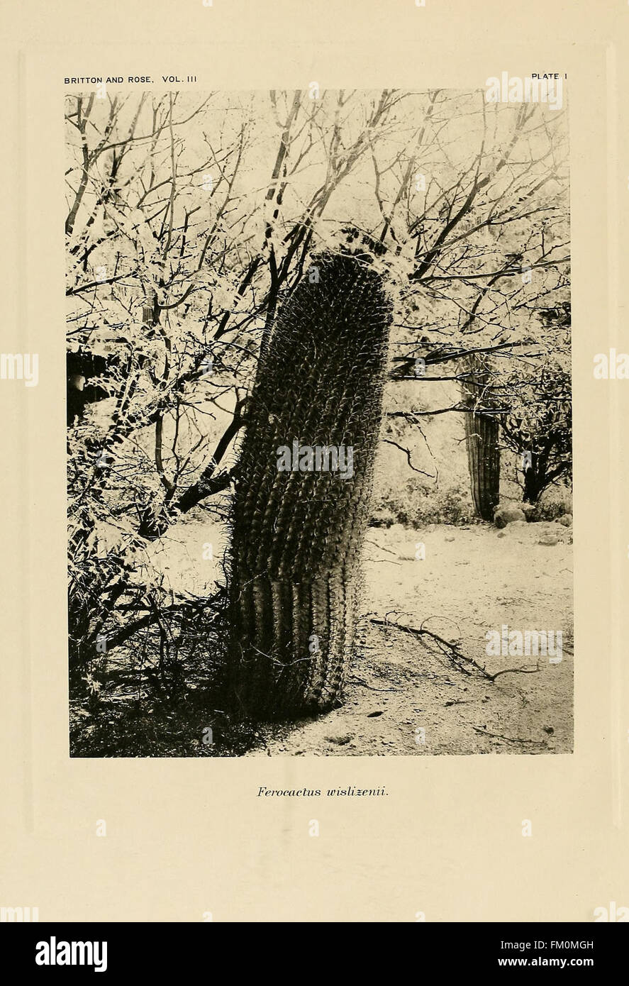 *The Cactaceae* (Plate I) presents the various species of cacti, with ...