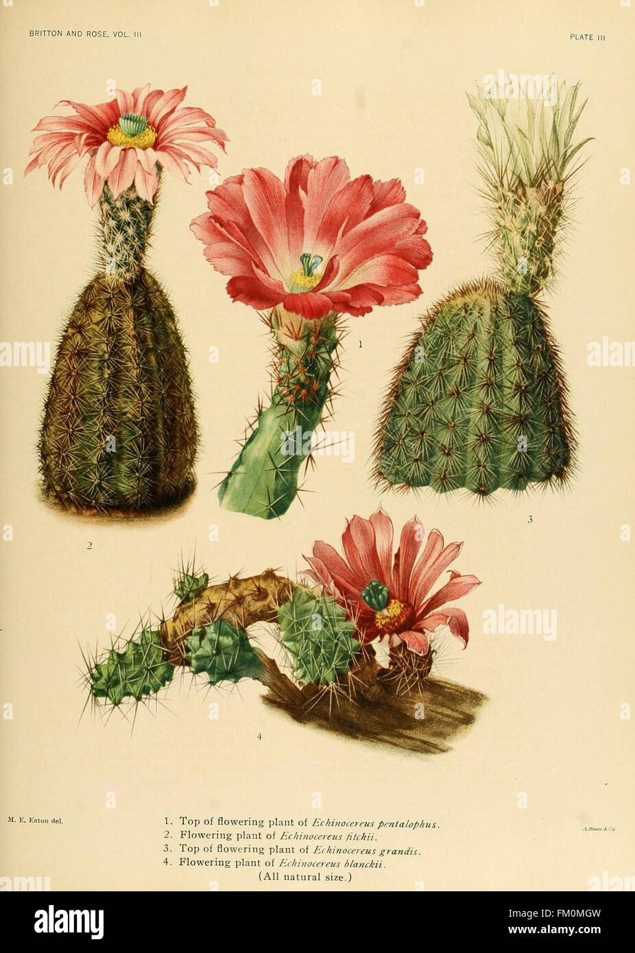 Cactaceae classification pictorial works hi-res stock photography and ...