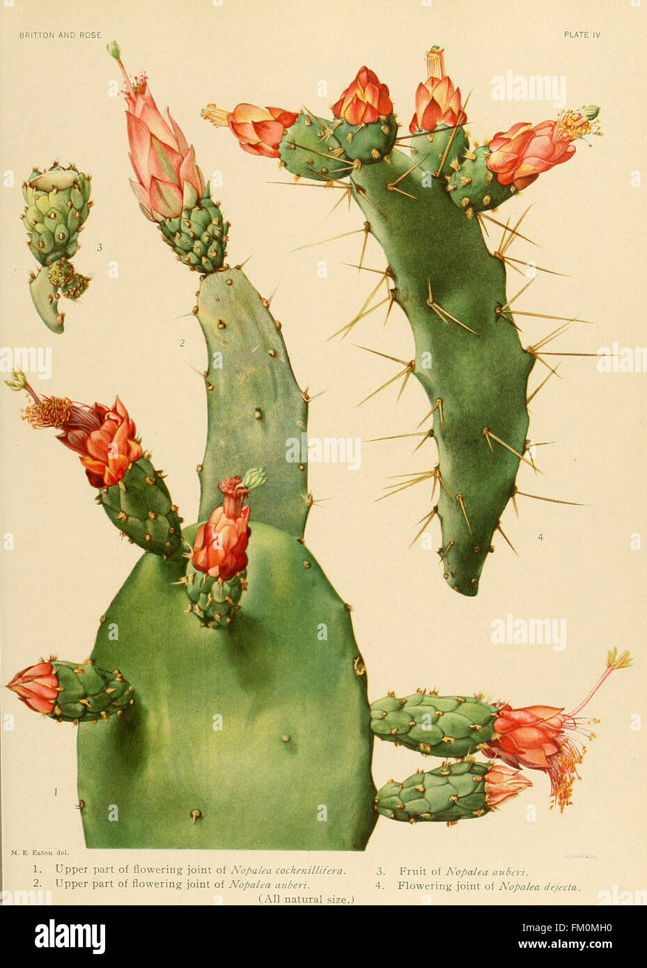 This illustration from 'The Cactaceae' presents a detailed depiction of ...