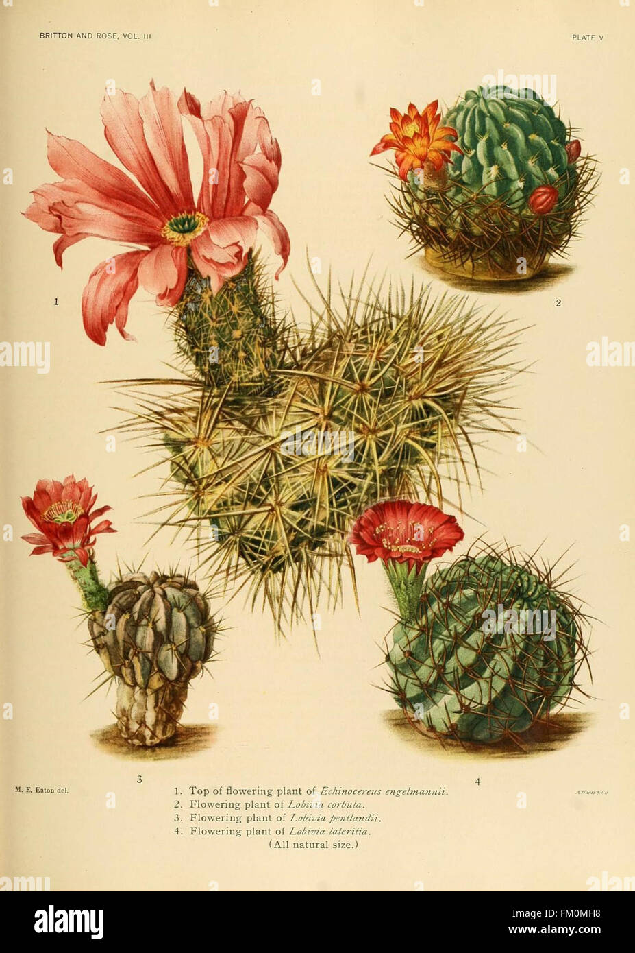 This work features an illustration of *Cactaceae*, focusing on their ...