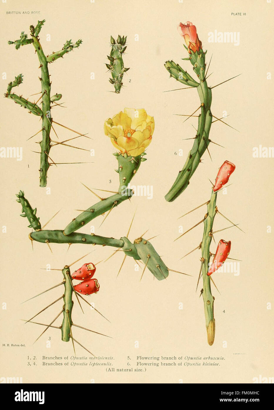 Plate VI from 'The Cactaceae' illustrates various cactus species ...
