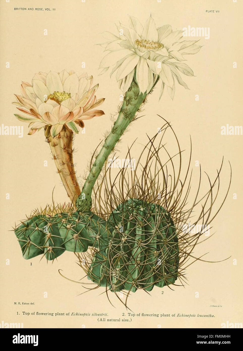 This plate from 'The Cactaceae' series illustrates cactus species and ...