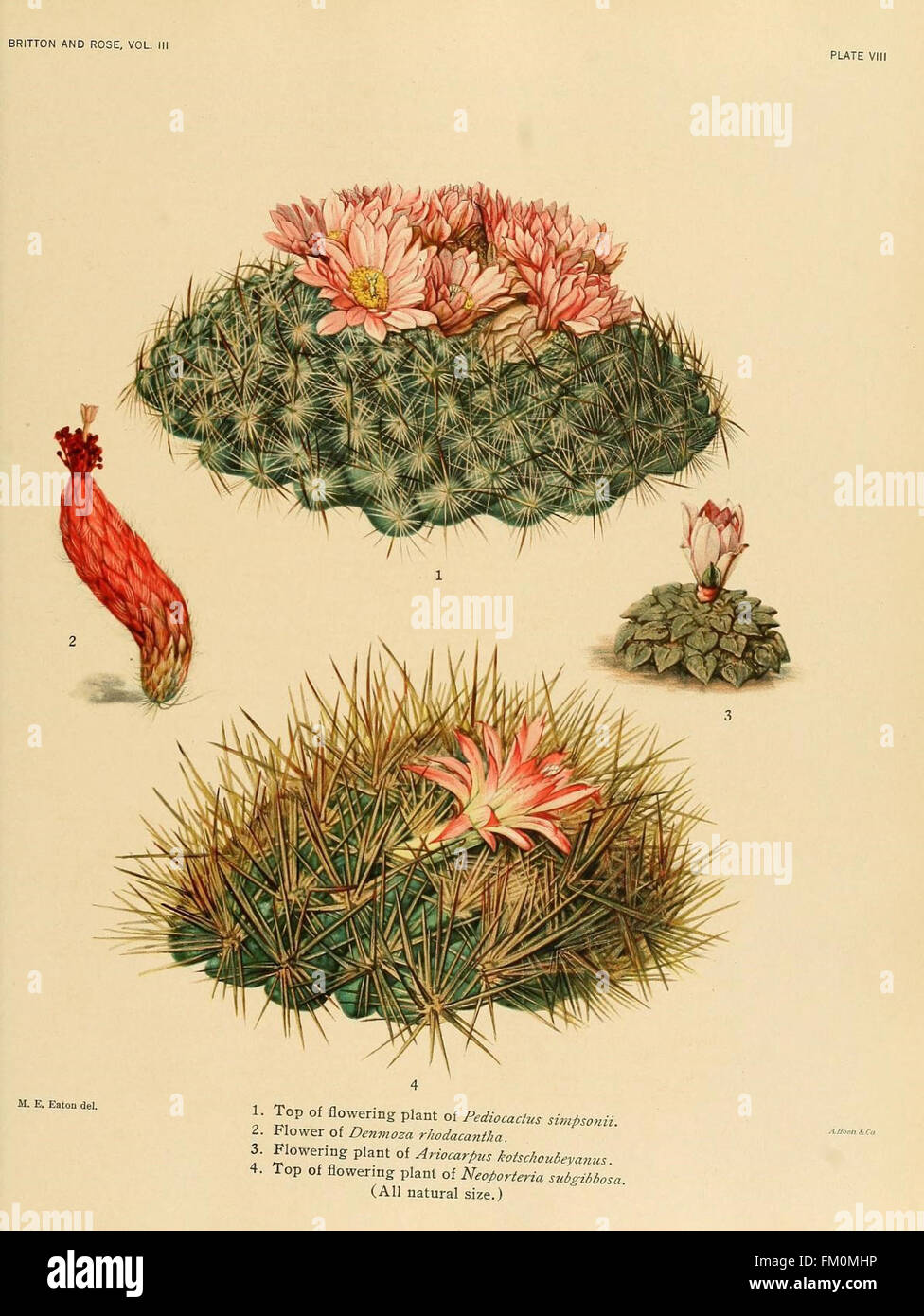 This plate from 'The Cactaceae' offers detailed depictions and ...