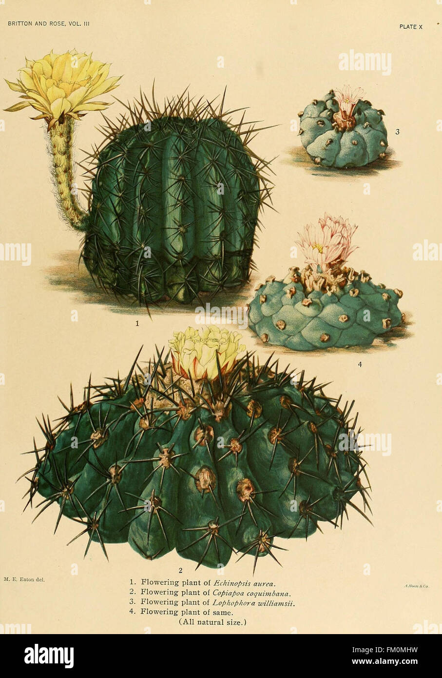 Plate X from 'The Cactaceae' illustrates various species of cacti ...