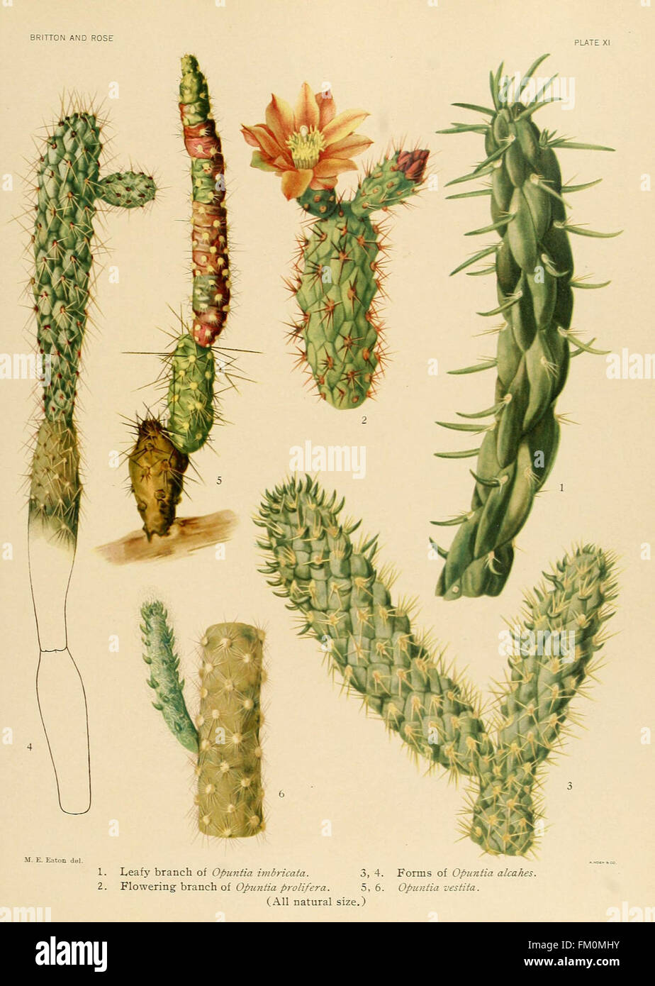 Cactaceae classification pictorial works hi-res stock photography and ...