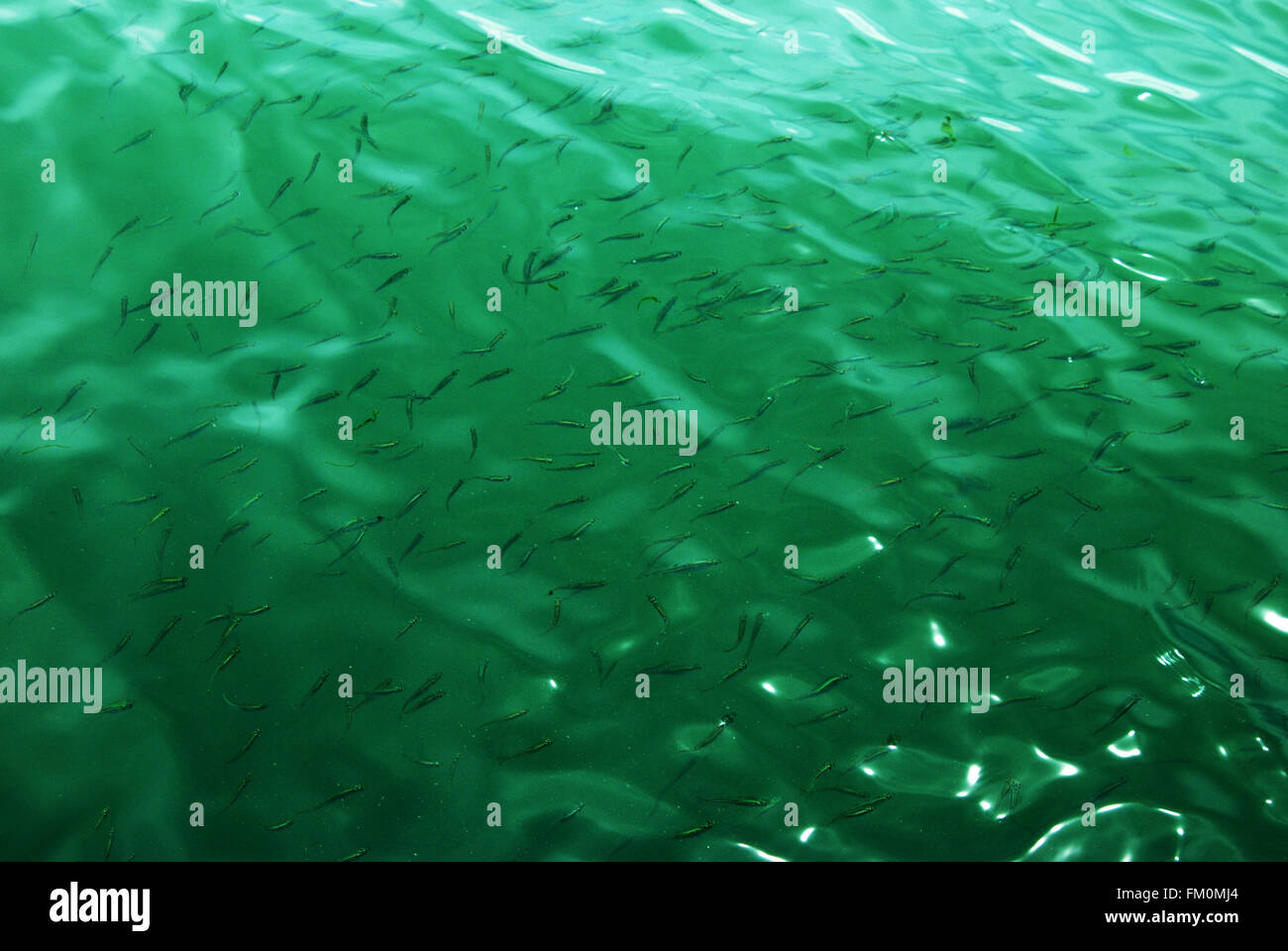 Fish in the sea hi-res stock photography and images - Alamy