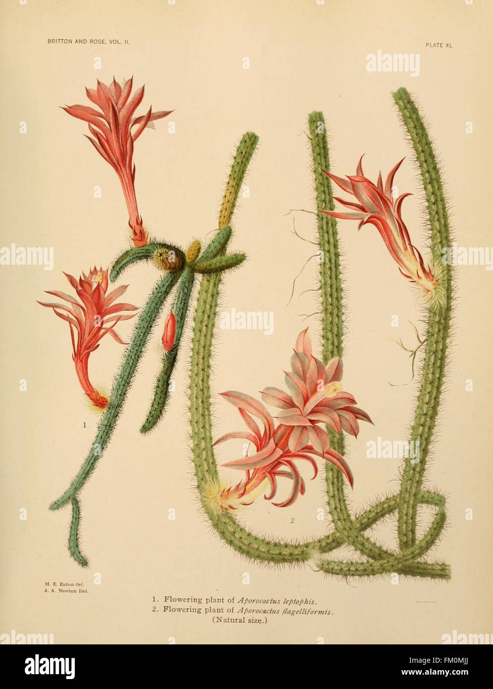 Plate XL of 'The Cactaceae' illustrates a variety of cactus species ...