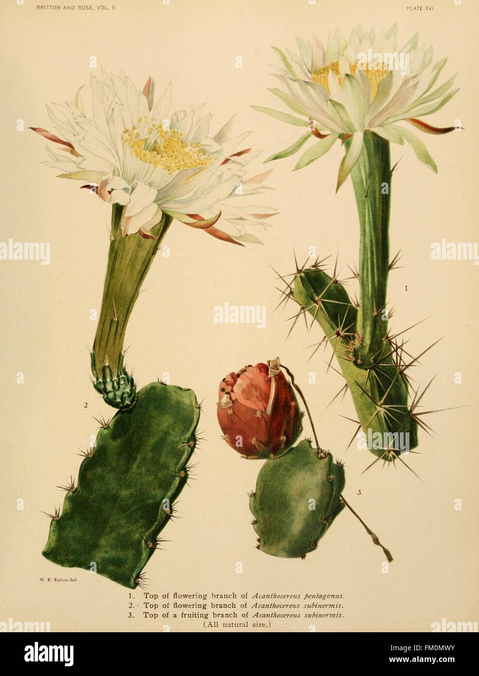 Plate XVI from 'The Cactaceae' illustrates species within the cactus ...